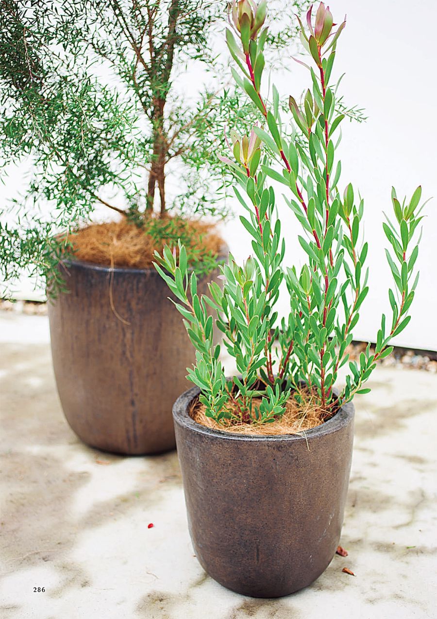 Yamatei・ヤマテーカタログ【HUSTNET】 P286 P287