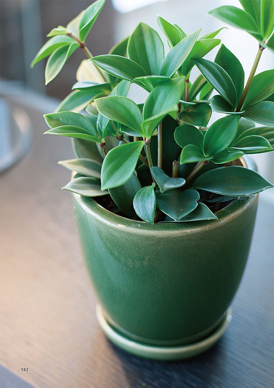 Yamatei・ヤマテーカタログ【HUSTNET】 P382 P383