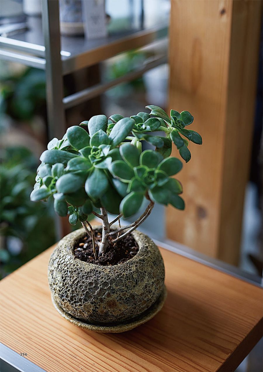 Yamatei・ヤマテーカタログ【HUSTNET】 P396 P397